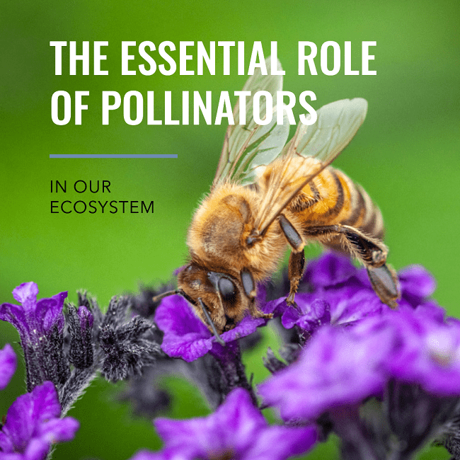 How To Attract Pollinators With Flowers In Your Garden